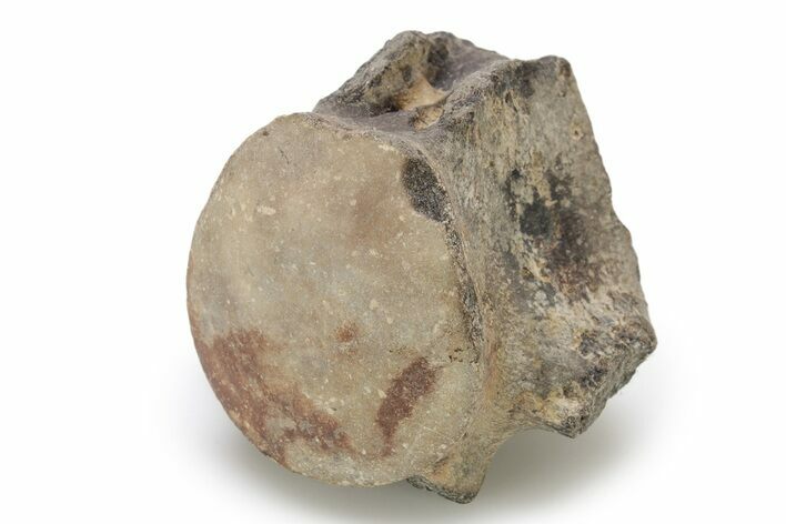 2" Fossil Mosasaur (Clidastes) Vertebra - Texas (#251255) For Sale ...