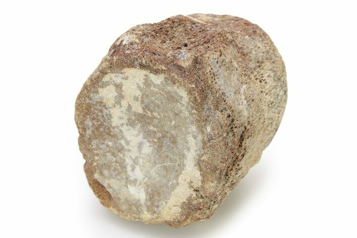 1.8" Fossil Mosasaur (Clidastes) Vertebra - Texas (#251260) For Sale ...