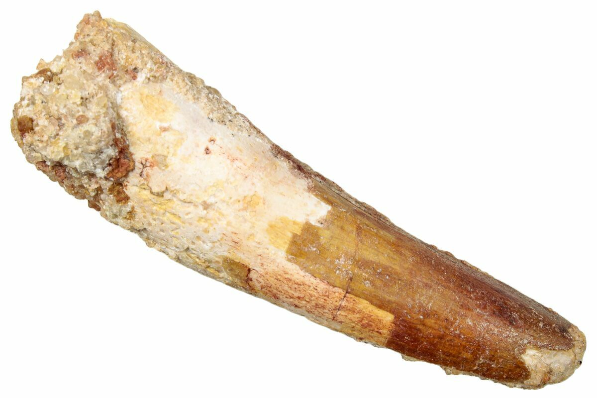 2.20" Fossil Spinosaurus Tooth - Real Dinosaur Tooth (#249488) For Sale ...