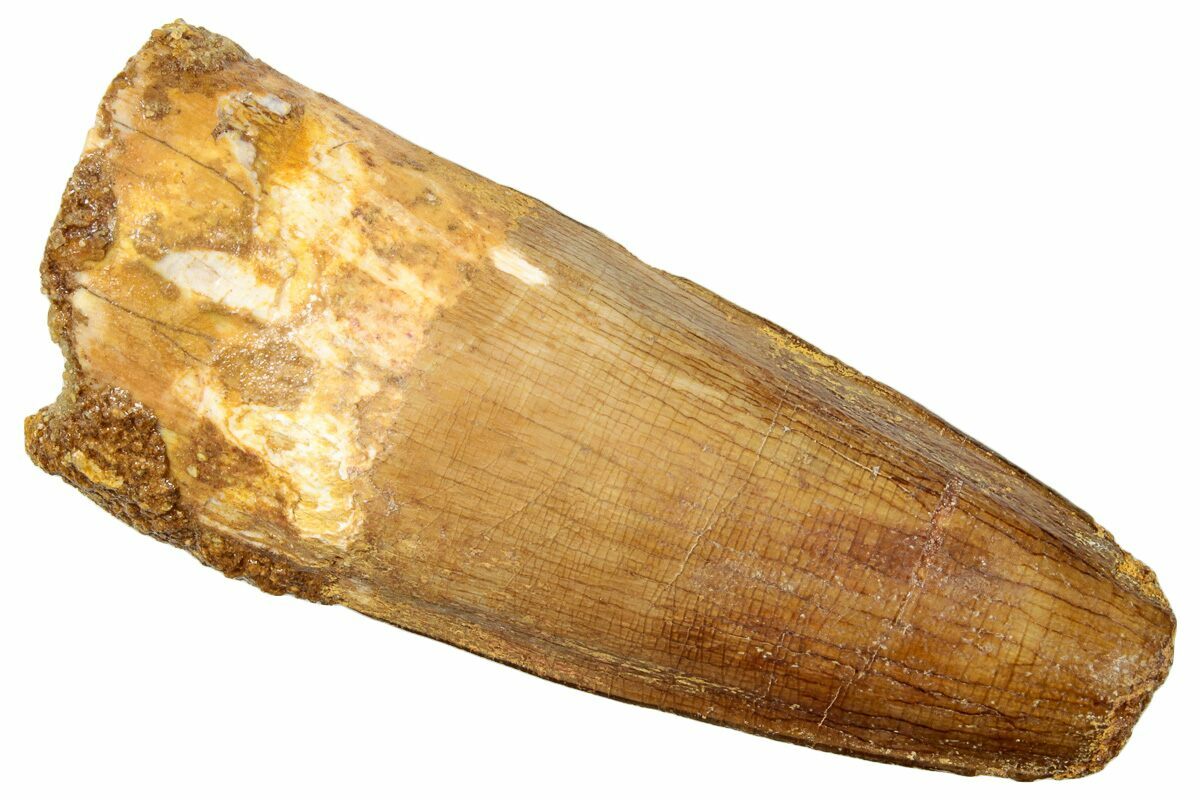 1.91" Fossil Spinosaurus Tooth - Real Dinosaur Tooth (#249491) For Sale ...