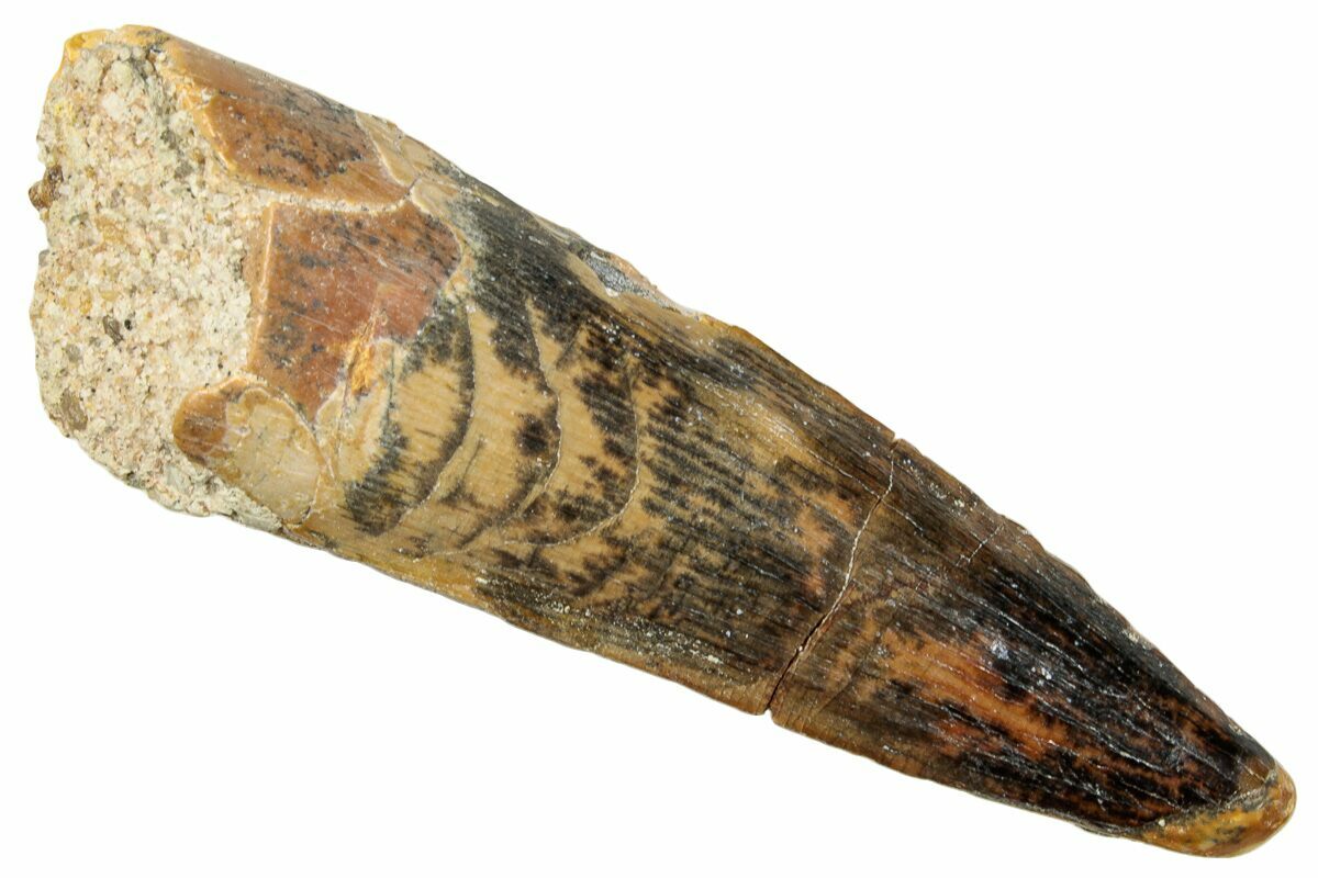 2.32" Fossil Spinosaurus Tooth - Real Dinosaur Tooth (#249518) For Sale ...