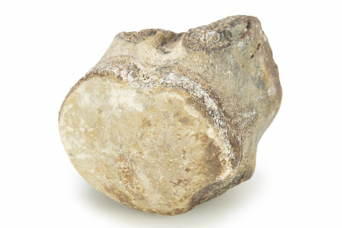 1.7" Fossil Mosasaur (Clidastes) Vertebra - Texas (#251251) For Sale ...
