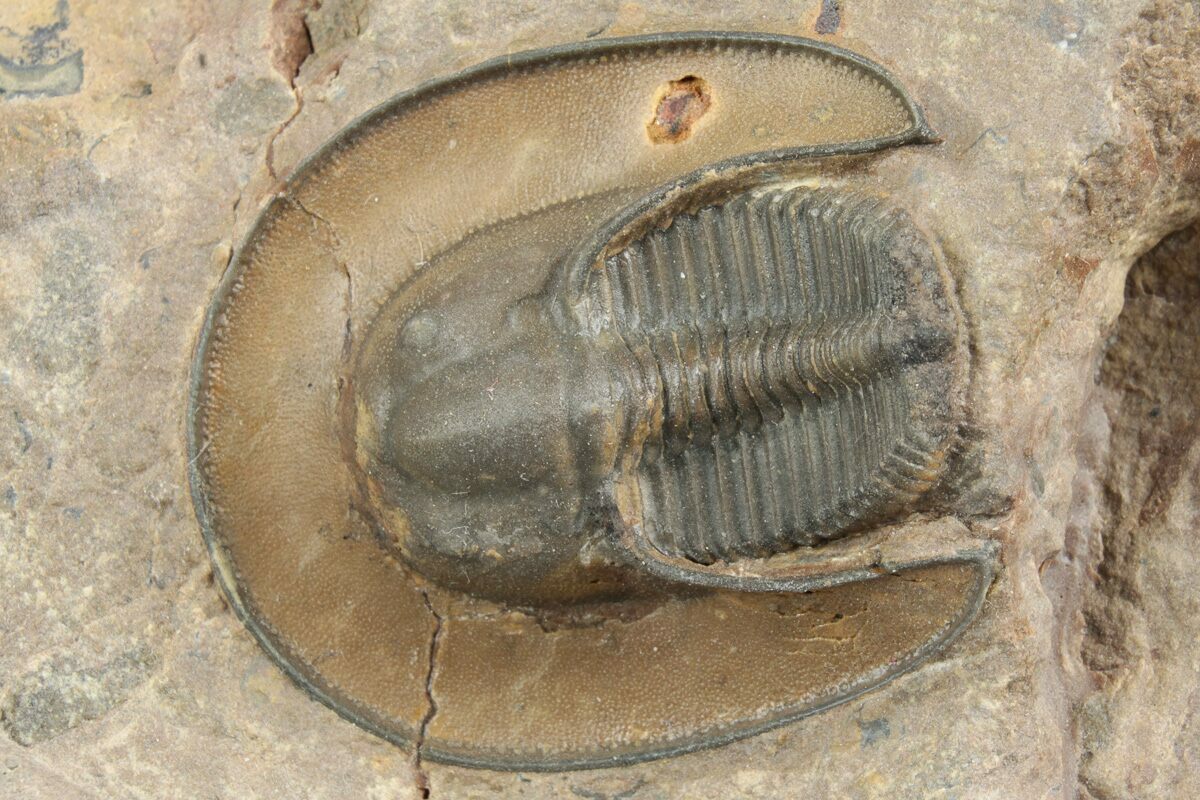 1.15" New Type Of Harpes Trilobite - Ouzina, Morocco (#251286) For Sale ...