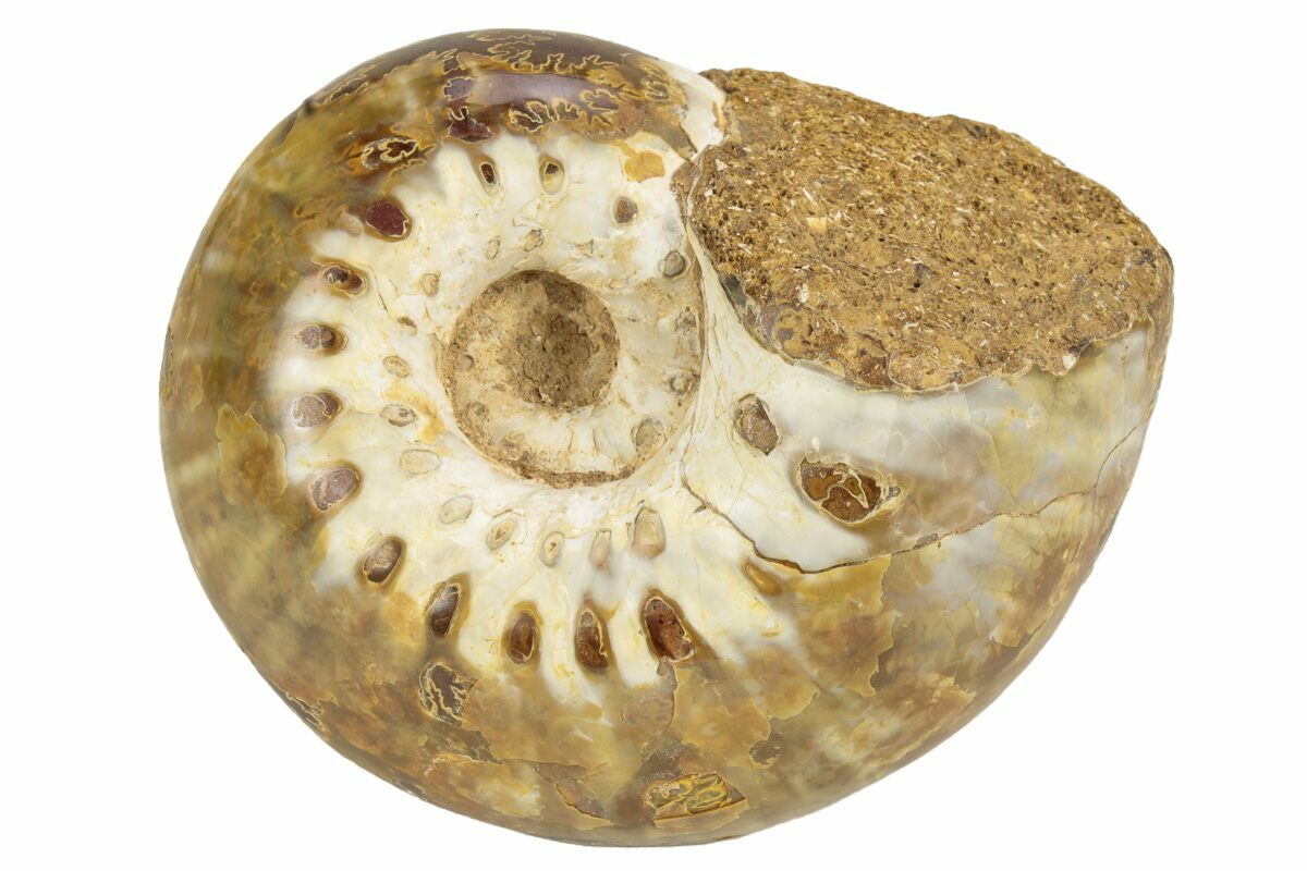 2" Jurassic Ammonite Fossil - Sakaraha, Madagascar (#251297) For Sale ...