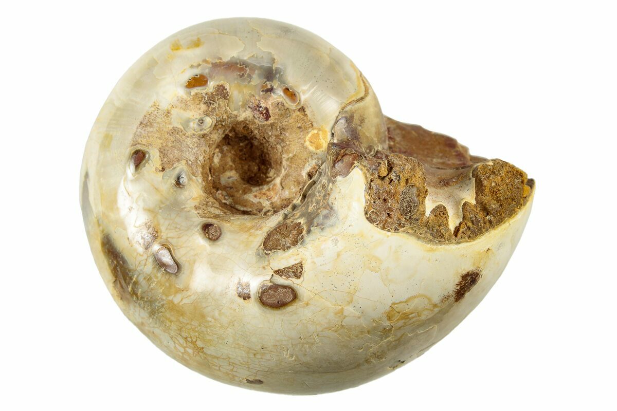 1.95" Jurassic Ammonite Fossil - Sakaraha, Madagascar (#251446) For ...