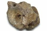 1.1" Fossil Synapsid (Lupeosaurus) Vertebra - Texas (#251370) For Sale ...