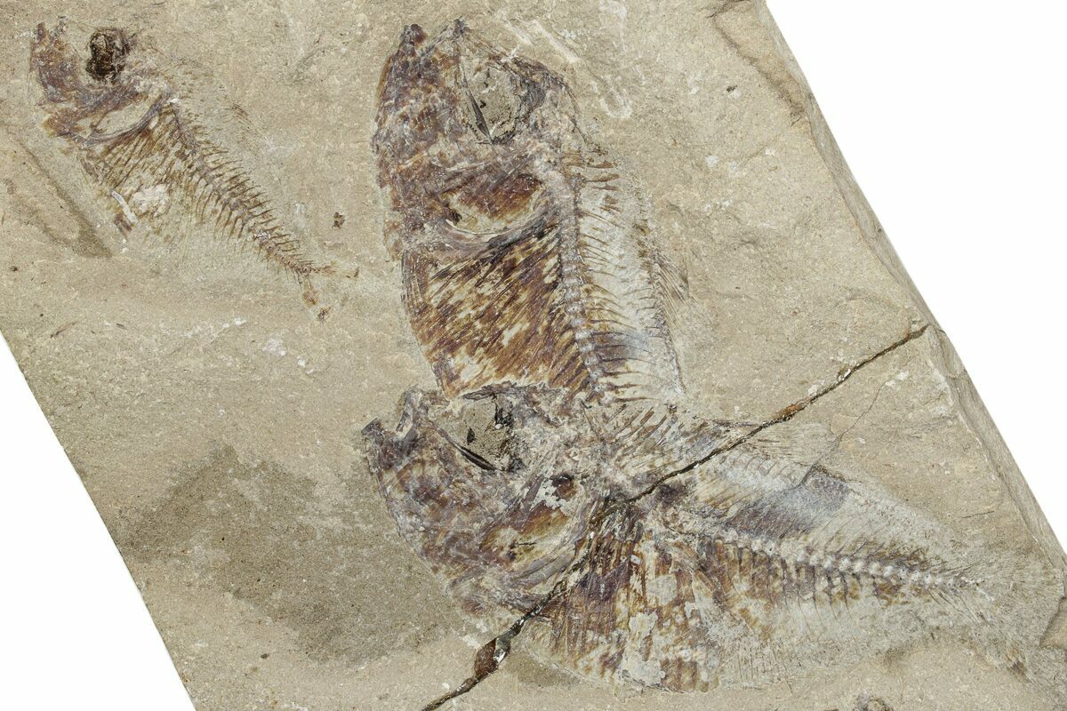 Three Cretaceous Fossil Fish (Armigatus) - Lebanon (#251371) For Sale ...