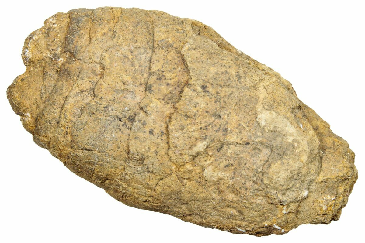 1.55" Fossil Synapsid/Amphibian Coprolite (Fossil Poop) - Texas ...