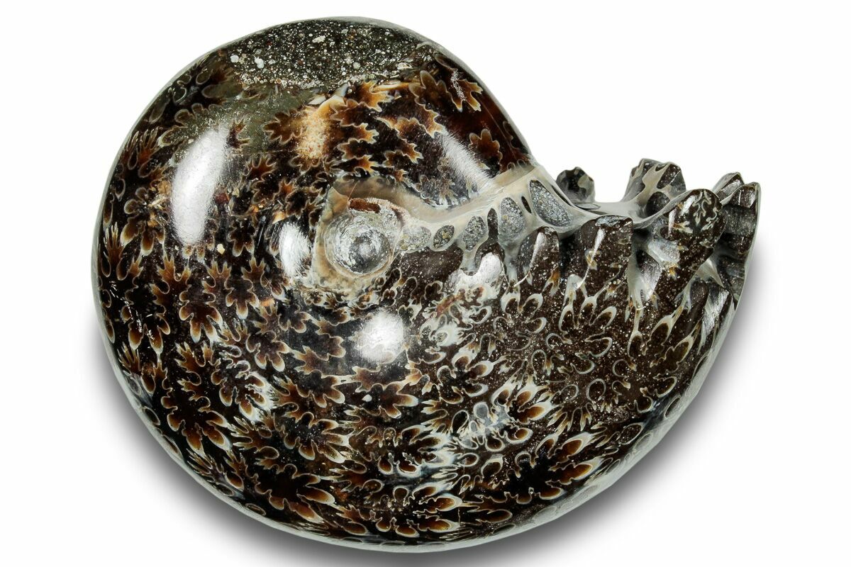 2.45" Polished Sutured Ammonite (Phylloceras?) Fossil - Madagascar ...