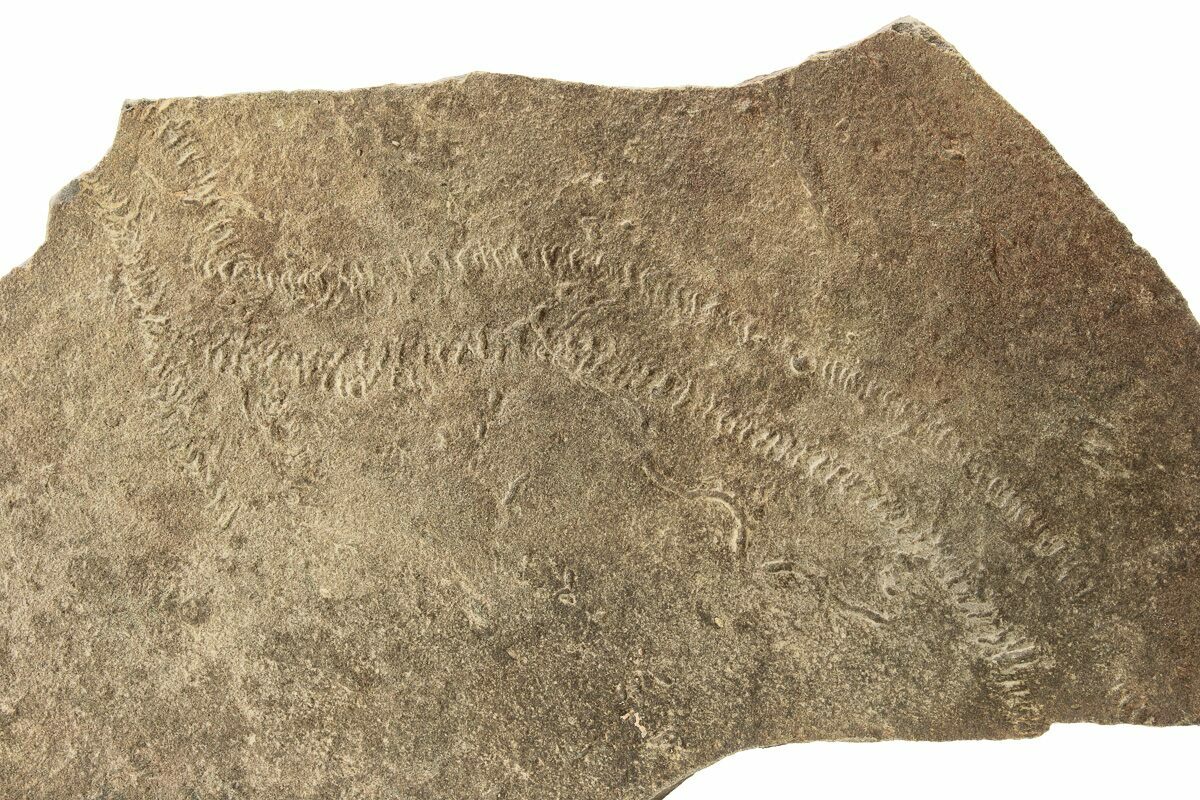 14.4" Cruziana (Fossil Trilobite Trackway) Plate - Morocco (#251784) For Sale - FossilEra.com