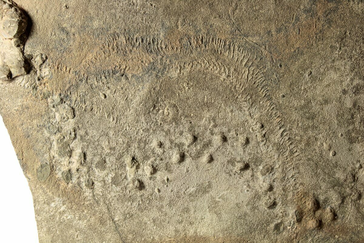11.2" Cruziana (Fossil Trilobite Trackway) - Morocco (#251786) For Sale - FossilEra.com