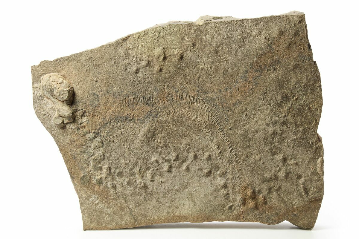 11.2" Cruziana (Fossil Trilobite Trackway) - Morocco (#251786) For Sale - FossilEra.com
