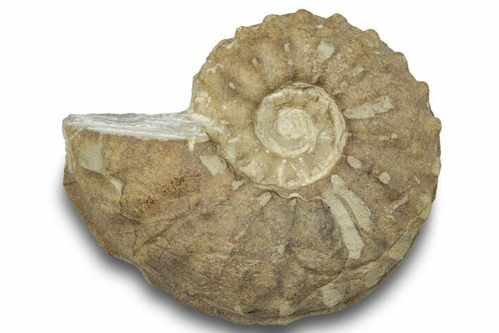 2.1" Cretaceous Ammonite (Schloenbachia) Fossil - France (#251746) For ...