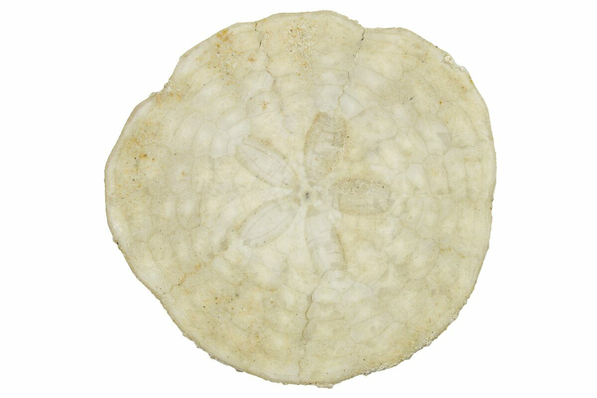 2" Fossil Sand Dollar (Scutella) - France (#251764) For Sale ...