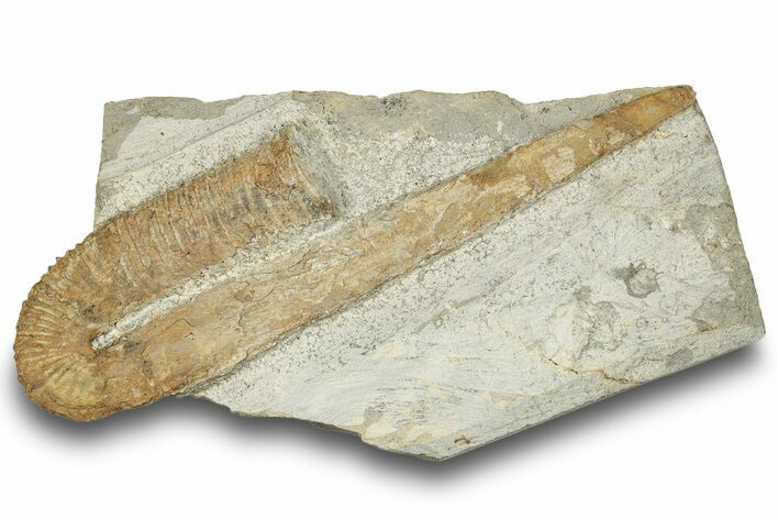 4.6" Cretaceous Ammonoid Cephalopod (Hamulina) Fossil - France (#251774 ...