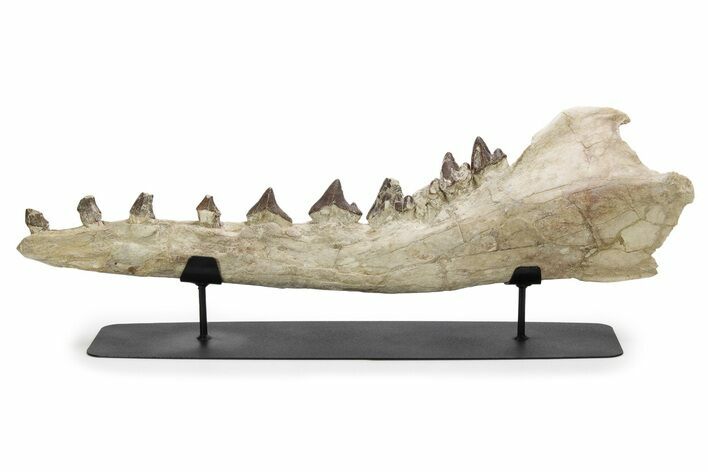 34.5" Fossil Primitive Whale (Pappocetus) Jaw - Morocco (#251790) For ...