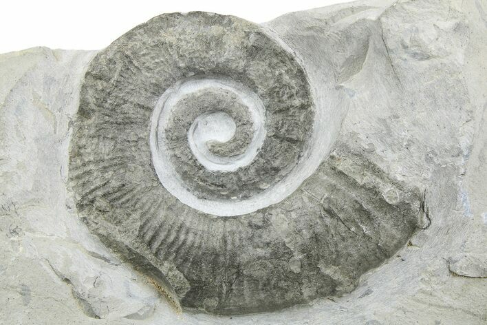 2.8" Cretaceous Ammonite (Crioceratites) Fossil - France (#251707) For ...