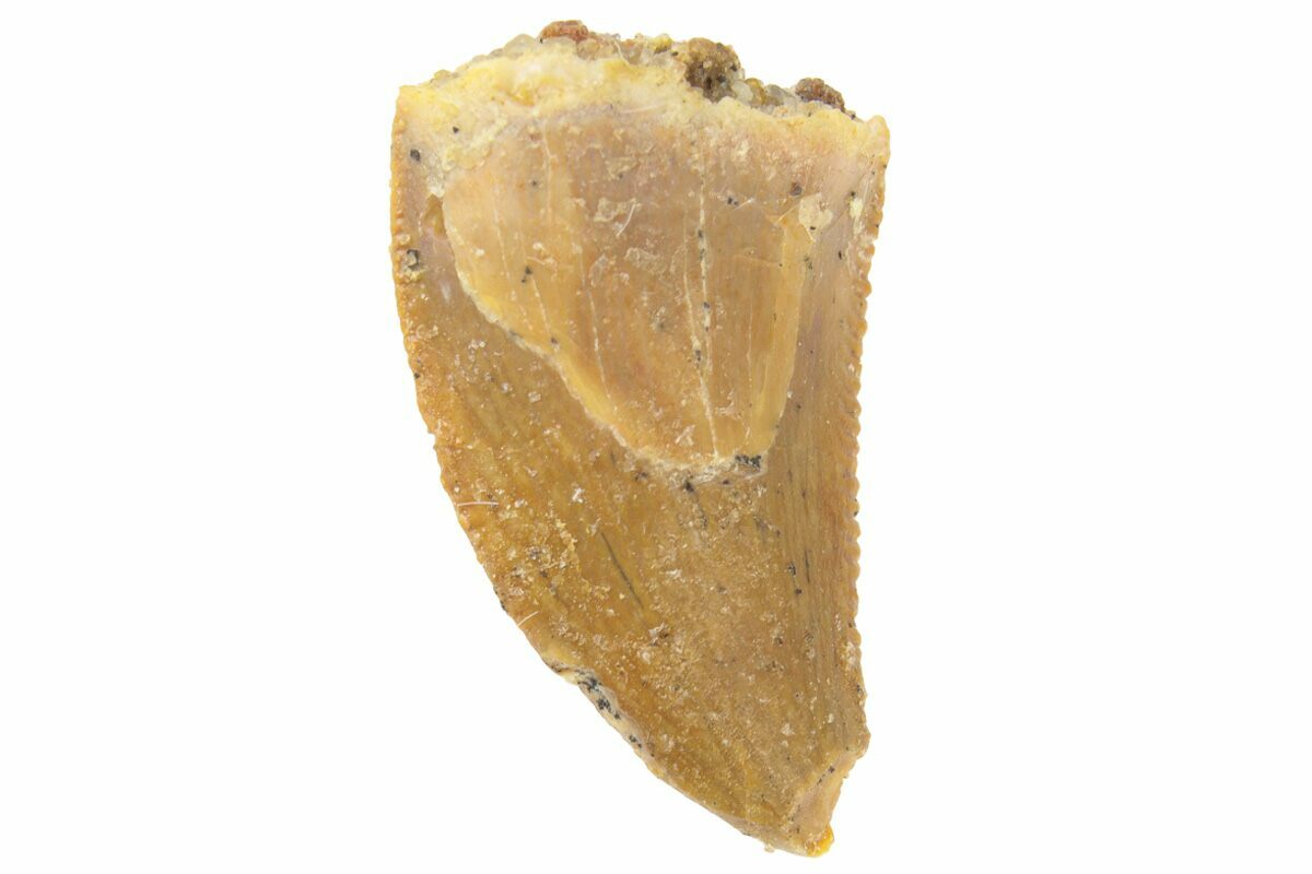 Serrated, .50" Raptor Tooth - Real Dinosaur Tooth (#251807) For Sale ...