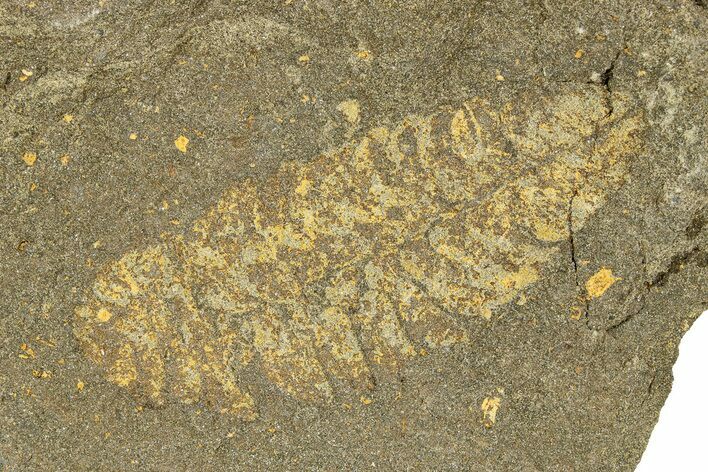 3.3" Armored Annelid Worm (Plumulites) Fossil Pos/Neg - Morocco ...