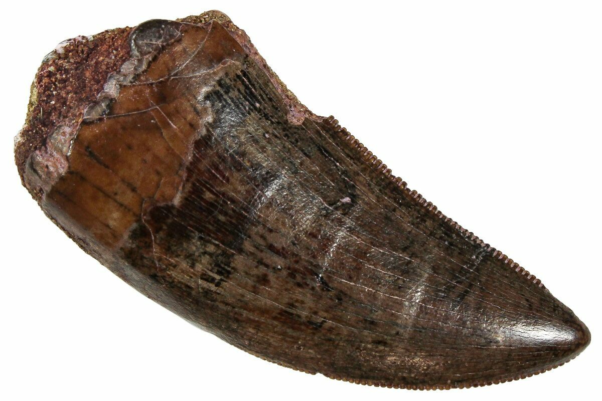 Serrated, 1.28" Tyrannosaur (Nanotyrannus?) Tooth - Montana (#251936 ...