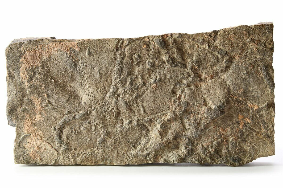 8.6" Cruziana (Fossil Arthropod Trackway) Plate - Morocco (#251953) For ...