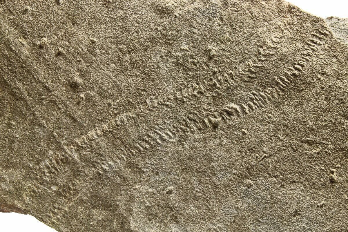 6.8" Cruziana (Fossil Trilobite Trackway) - Morocco (#251965) For Sale - FossilEra.com