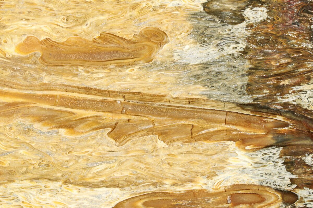 3.7" Cretaceous Petrified Tree Fern (Tempskya) Slab - North Carolina ...