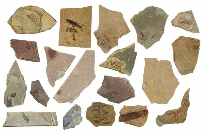 Lot: Carboniferous Plant Fossils (Manning Canyon Shale) - 39 Pieces ...