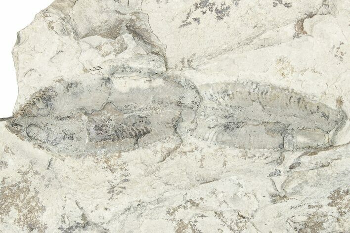4.9" Plate of Ordovician Graptolite (Phyllograptus) Fossils - Utah ...