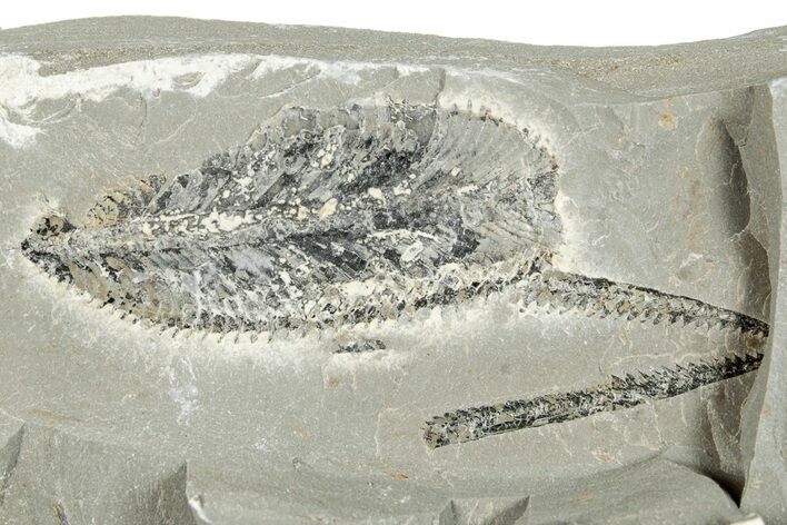 3.9" Plate of Ordovician Graptolite Fossils - Utah (#251547) For Sale ...