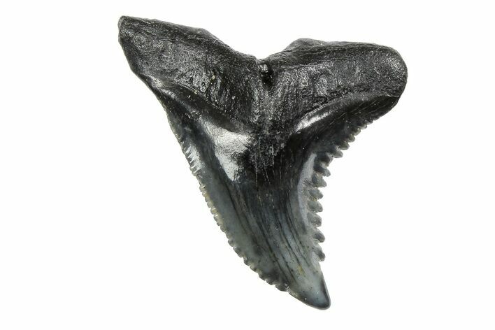 1.03" Snaggletooth Shark (Hemipristis) Tooth - South Carolina (#251008 ...