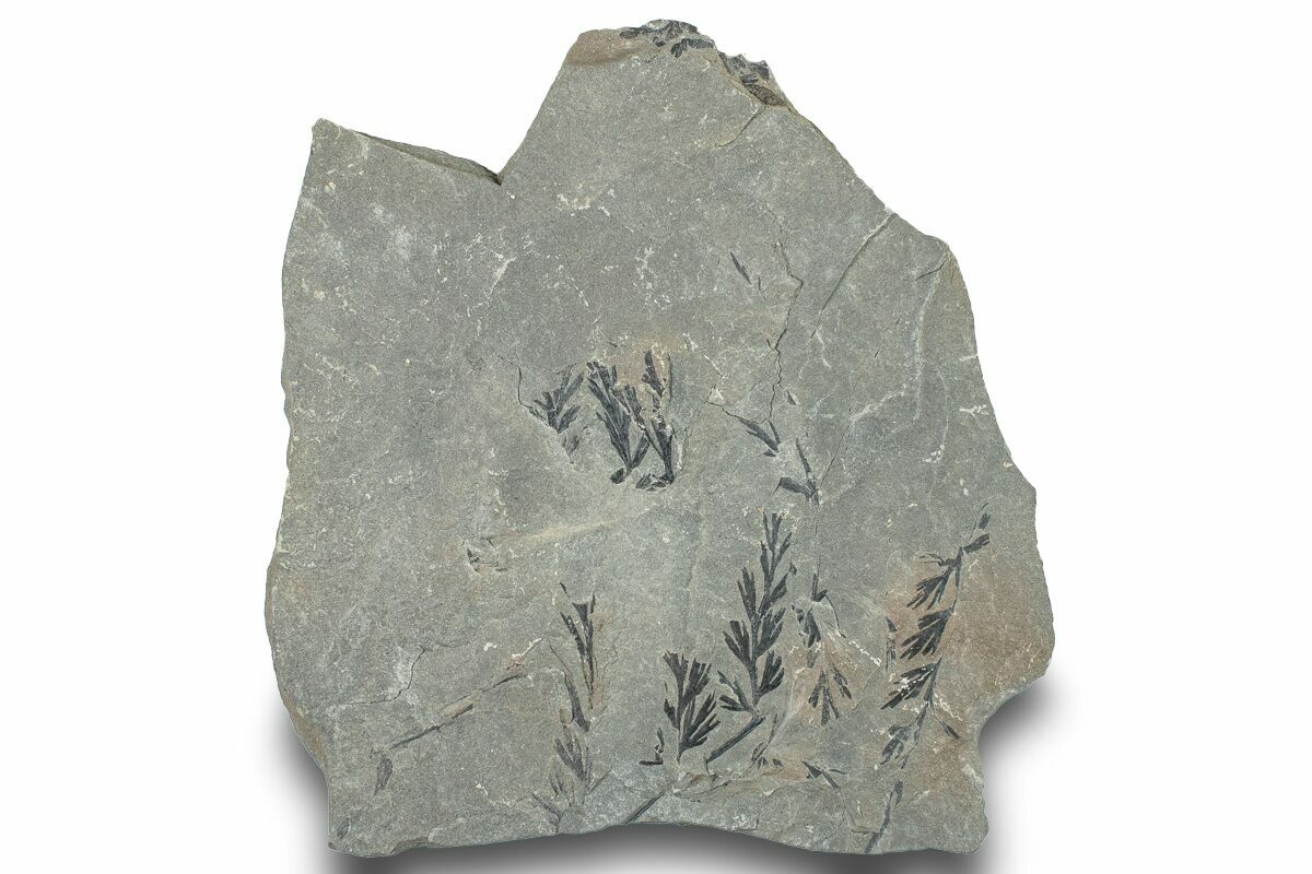 5.2" Pennsylvanian Fern (Sphenopteris) Plate - Kentucky (#252363) For ...