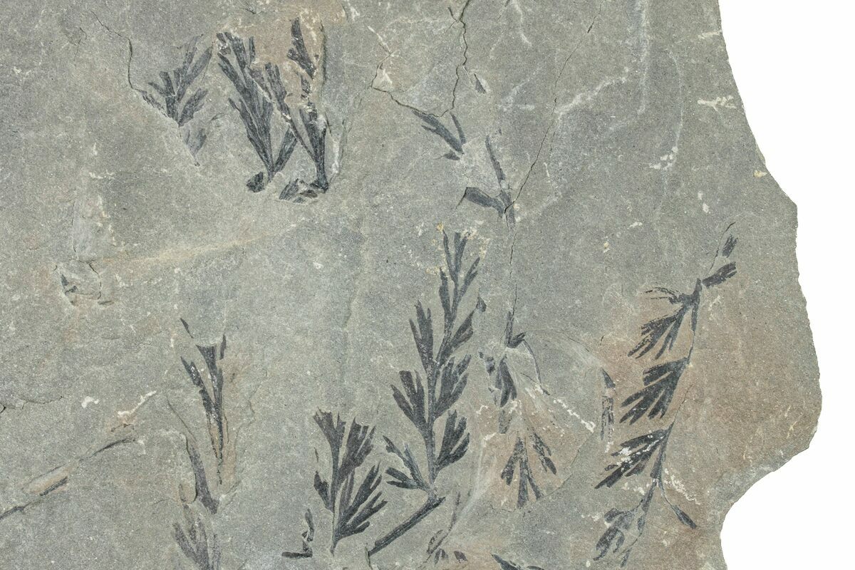 5.2" Pennsylvanian Fern (Sphenopteris) Plate - Kentucky (#252363) For ...