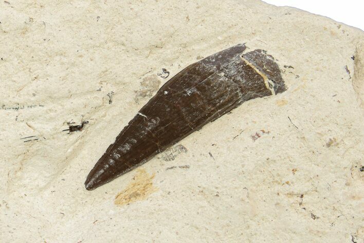 .90" Fossil Polycotylid Plesiosaur (Thililua?) Tooth - Asfla Morocco ...