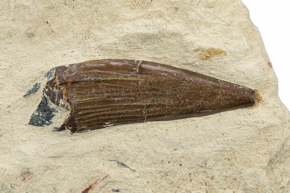 1.10" Fossil Polycotylid Plesiosaur (Thililua?) Tooth - Asfla Morocco ...