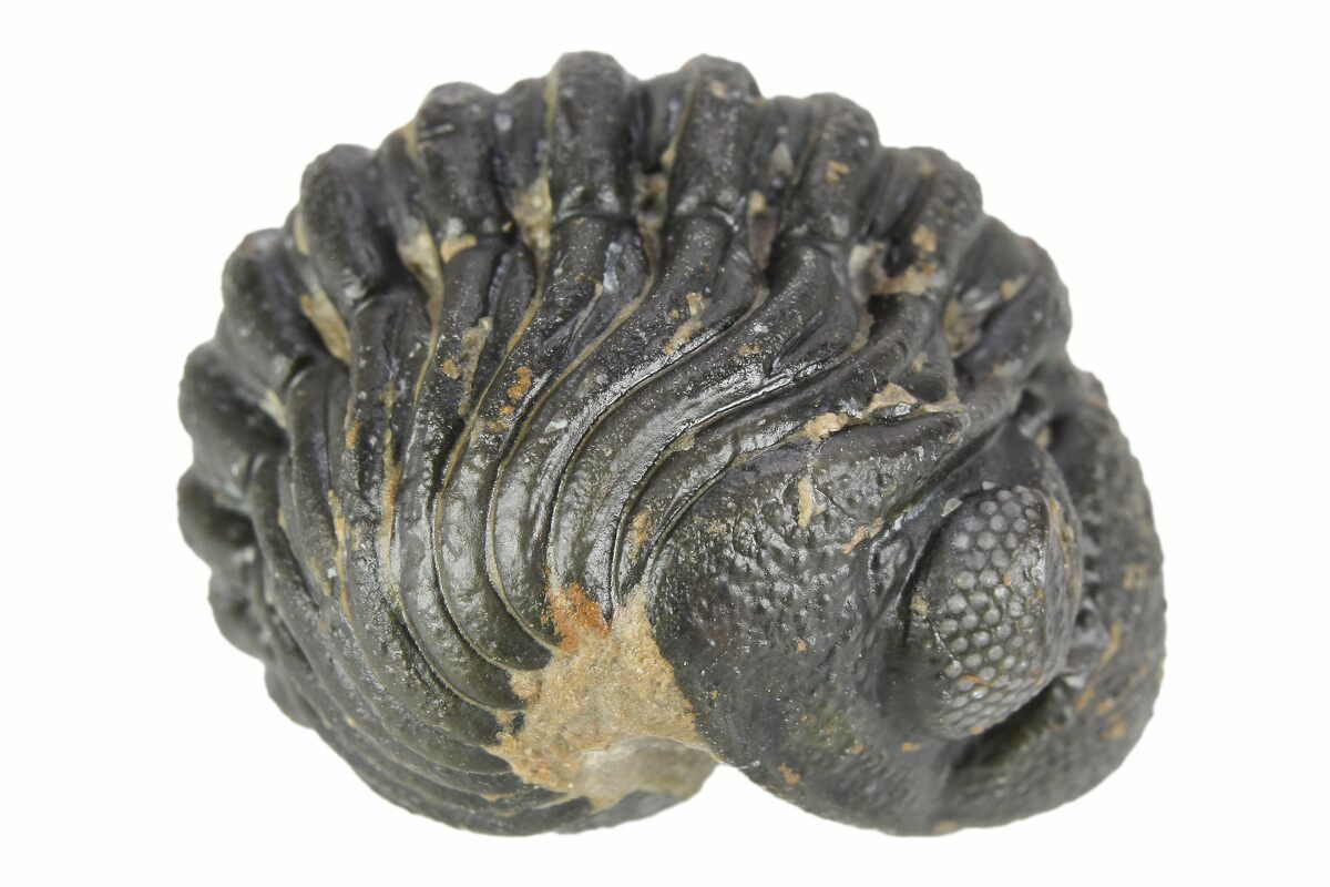 1.6" Long Curled Morocops Trilobite - Morocco (#252654) For Sale ...