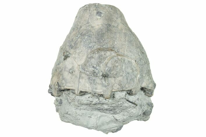 1.85" Fossil Crinoid (Eucalyptocrinus) Calyx - Indiana (#252450) For ...