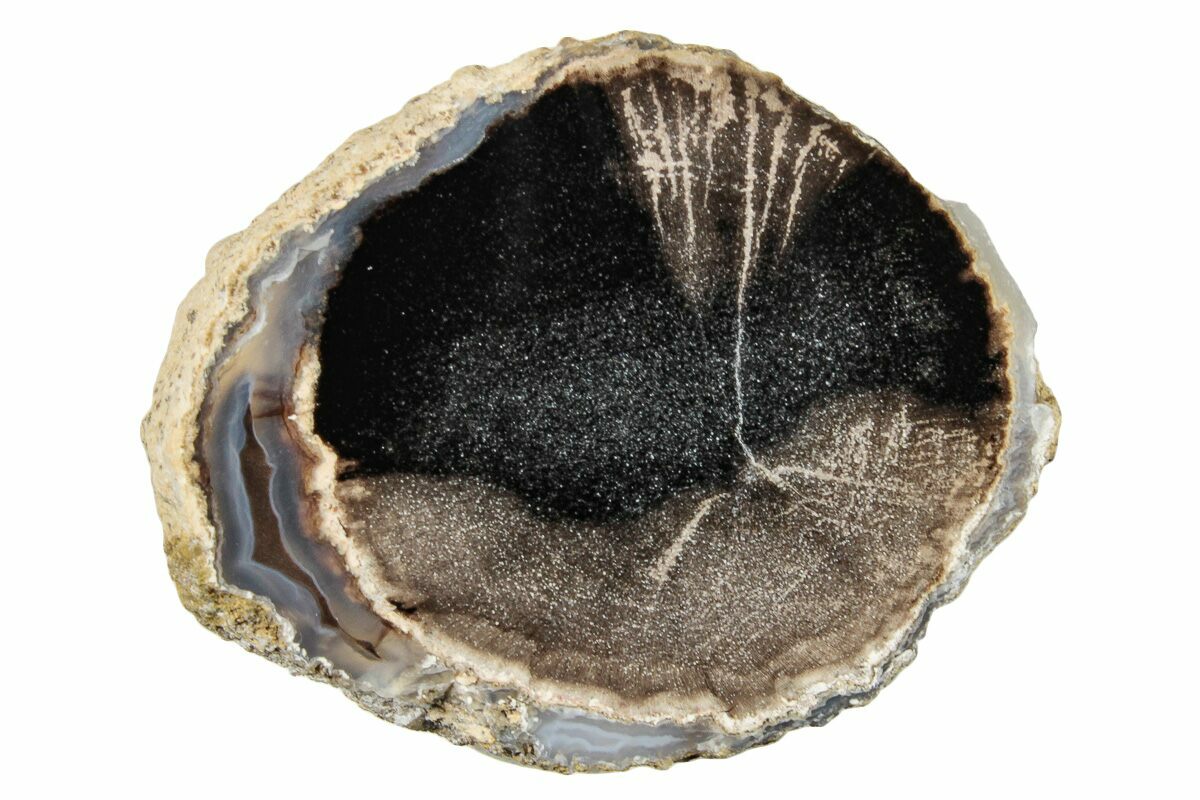 1.25" Petrified Wood (Schinoxylon) Round - Blue Forest, Wyoming ...