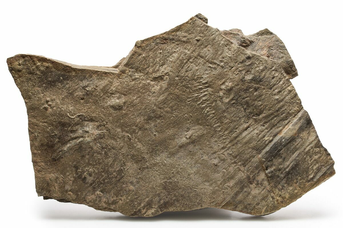 3.9" Cruziana (Fossil Trilobite Trackway) - Morocco (#253162) For Sale ...