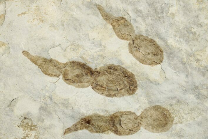 4.7" Dinosaur (Grallator) Track - Negative Impression (#253998) For ...