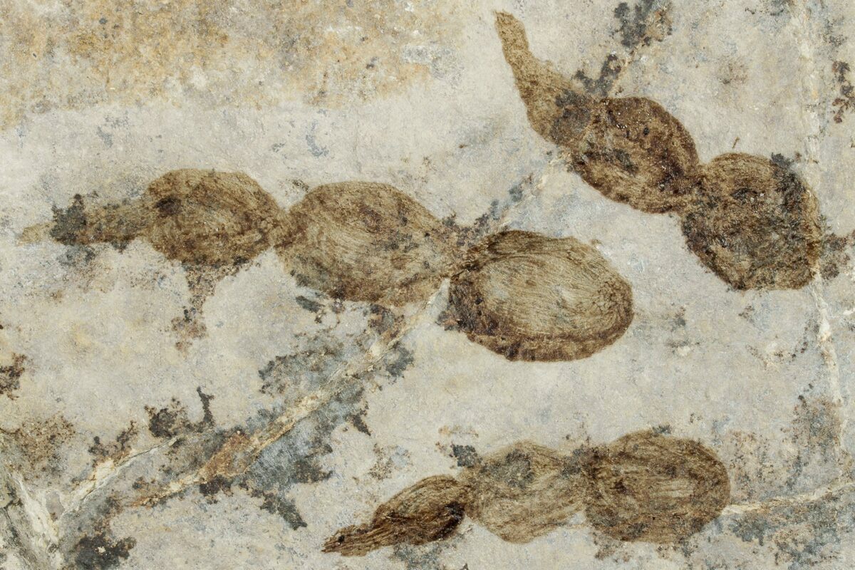 14.2" Plate of Dinosaur (Grallator) Tracks - Negative Impressions ...