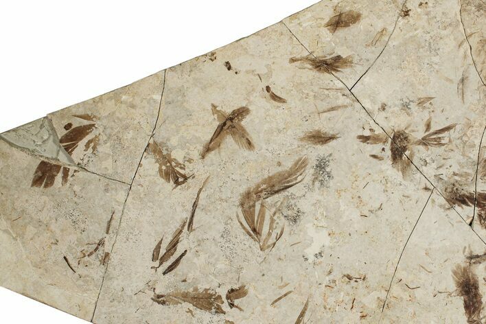 20" Detailed Multiple Fossil Feather Plate - France (#254085) For Sale ...
