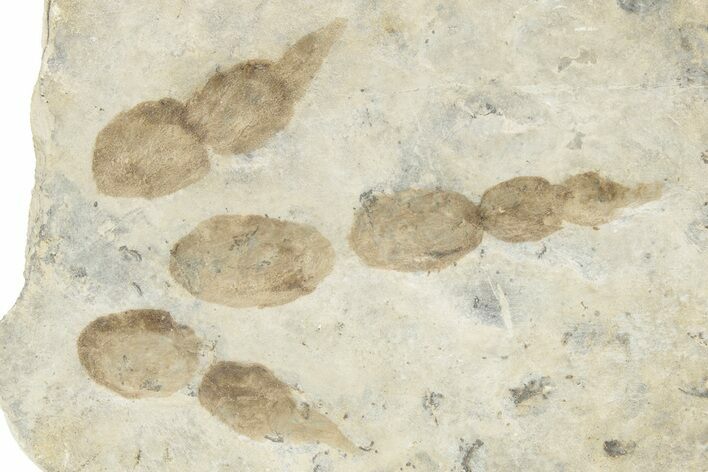 4.7" Dinosaur (Grallator) Track - Negative Impression (#254109) For ...