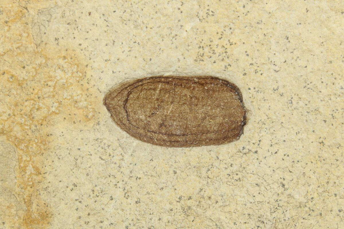 .29" Fossil Beetle (Coleoptera) Elytron - Bois d’Asson, France (#254223 ...