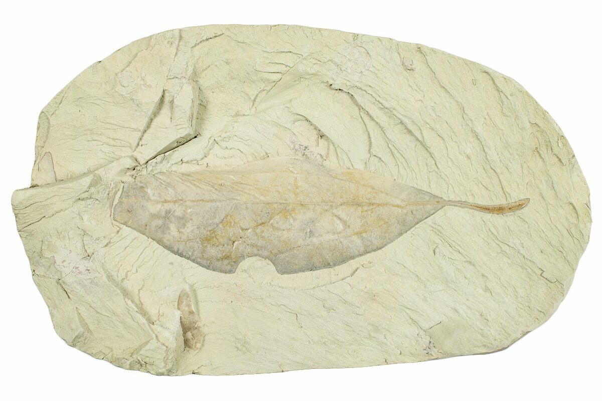 2.8" Miocene Fossil Leaf (Cinnamomum) - Augsburg, Germany (#254131) For ...