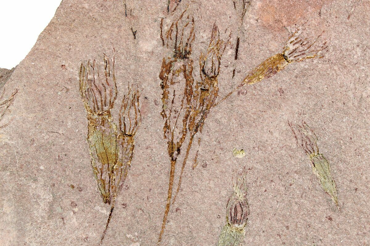 7.2" Eocrinoid (Ascocystites) Mortality Plate - Ordovician (#254469 ...
