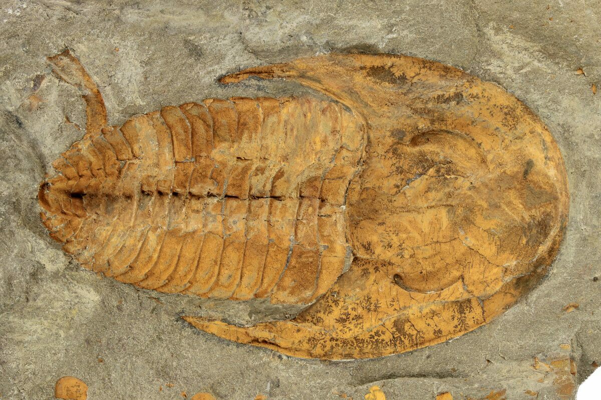 3.8" Cambropallas Trilobite With Pos/Neg - Jbel Ougnate, Morocco ...