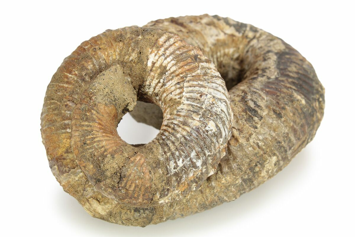 3.5" Fossil Heteromorph (Nostoceras) Ammonite - Madagascar (#254906 ...