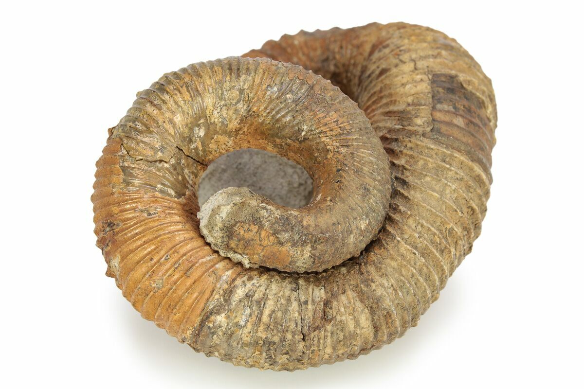 3.3" Fossil Heteromorph (Nostoceras) Ammonite - Madagascar (#254908 ...
