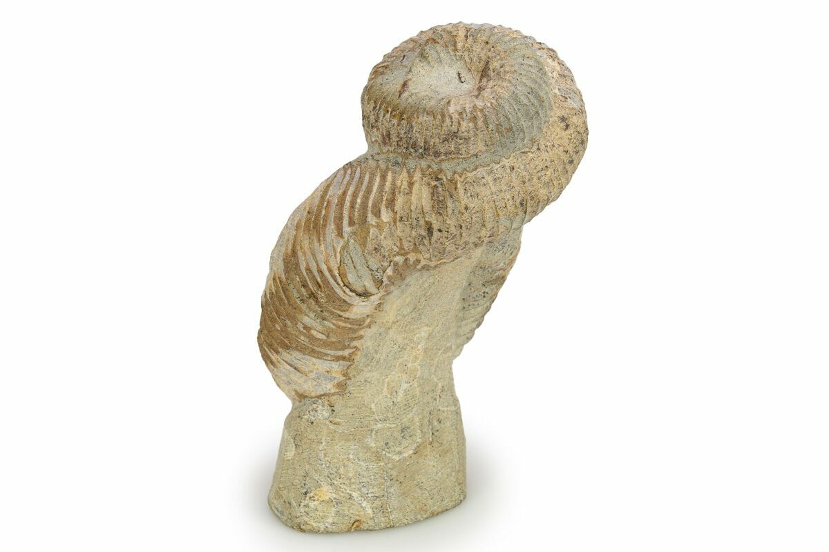 3.2" Fossil Heteromorph (Nostoceras) Ammonite - Madagascar (#254910 ...